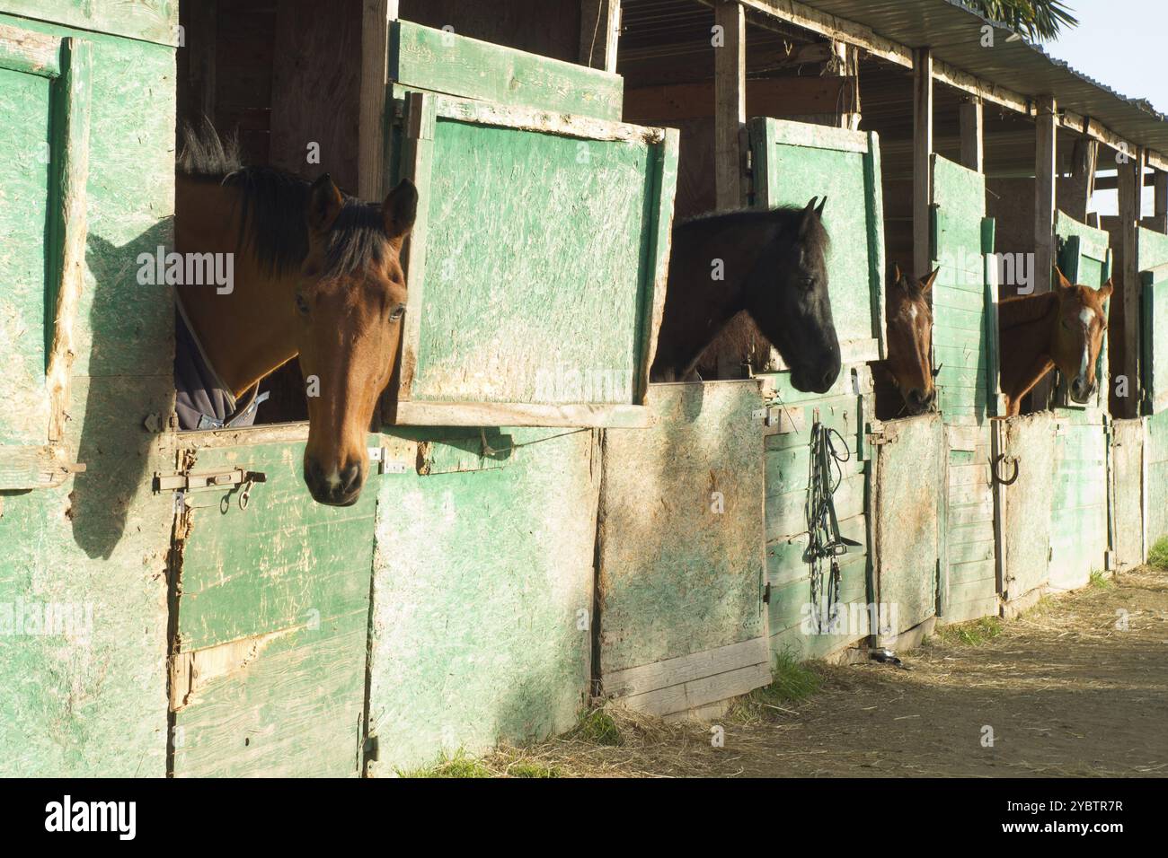 Old horse stables shelter constructed in painted wood Stock Photo - Alamy