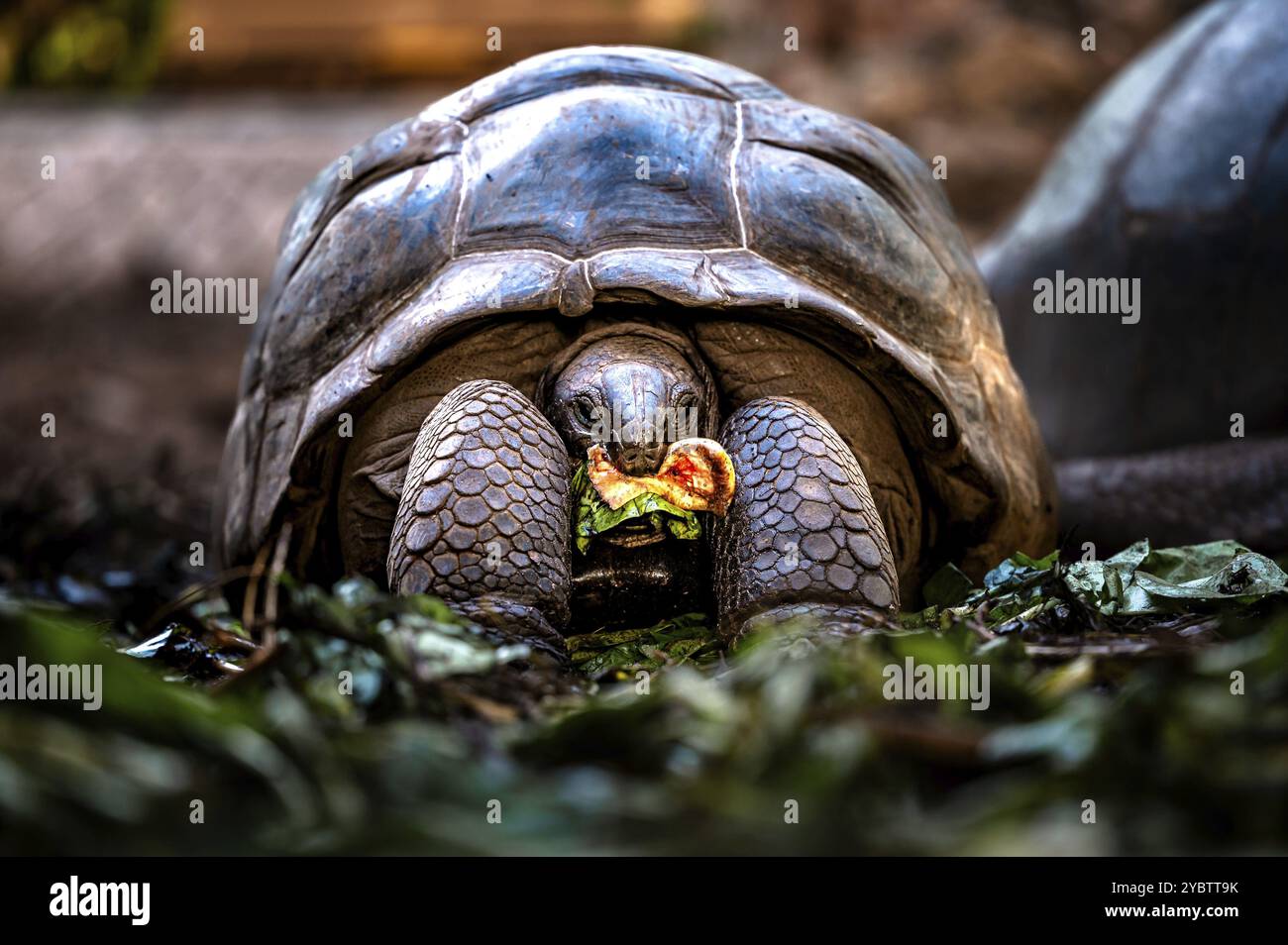 Turtle with food in its mouth in its natural environment, Praslin ...