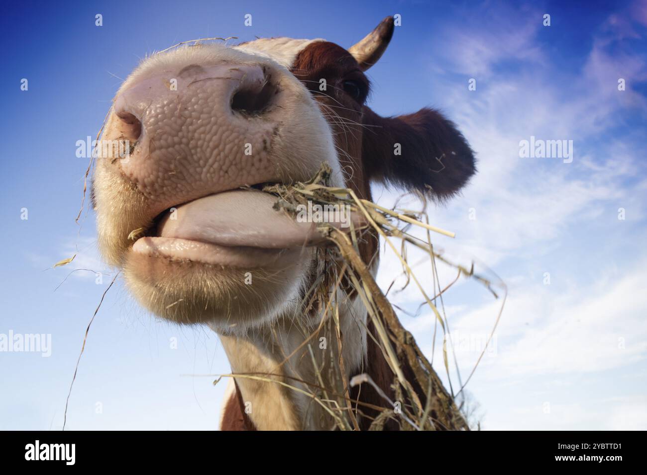 Photo shoot of a portrait of a cow having a hay meal Stock Photo - Alamy