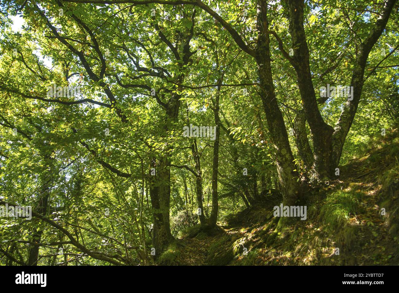 View at the Inside a forest of beech trees in late summer Stock Photo ...
