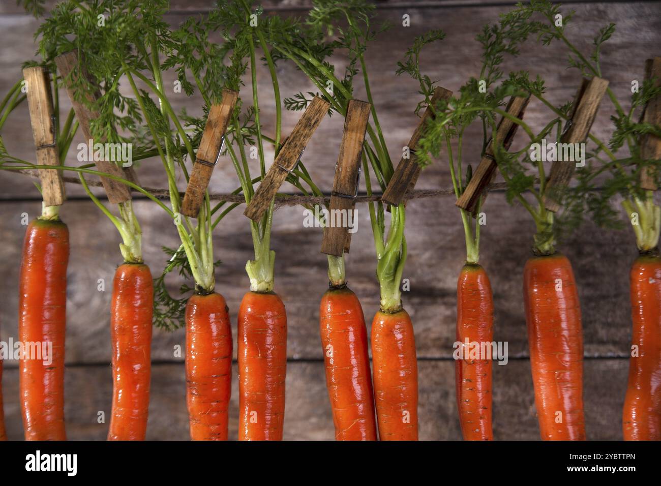 Presentation of a fresh bunch of carrots hanging by a thread Stock ...