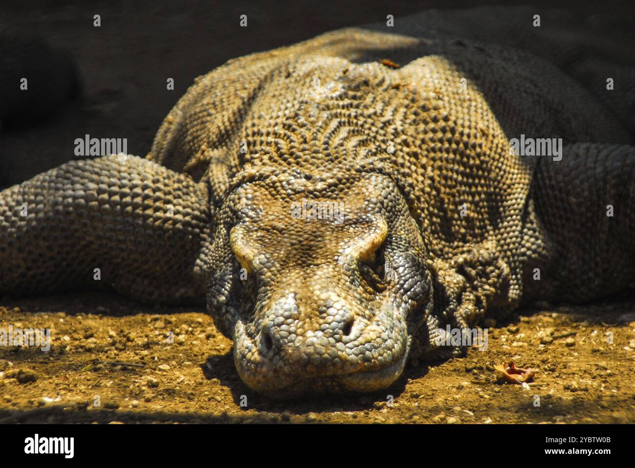 Large Komodo dragon lying on the ground, showing detailed skin texture ...