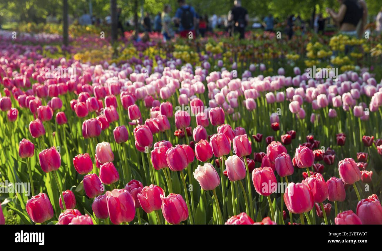 Green Plants : flowers and bushes, Central Gorky Park In Moscow ...