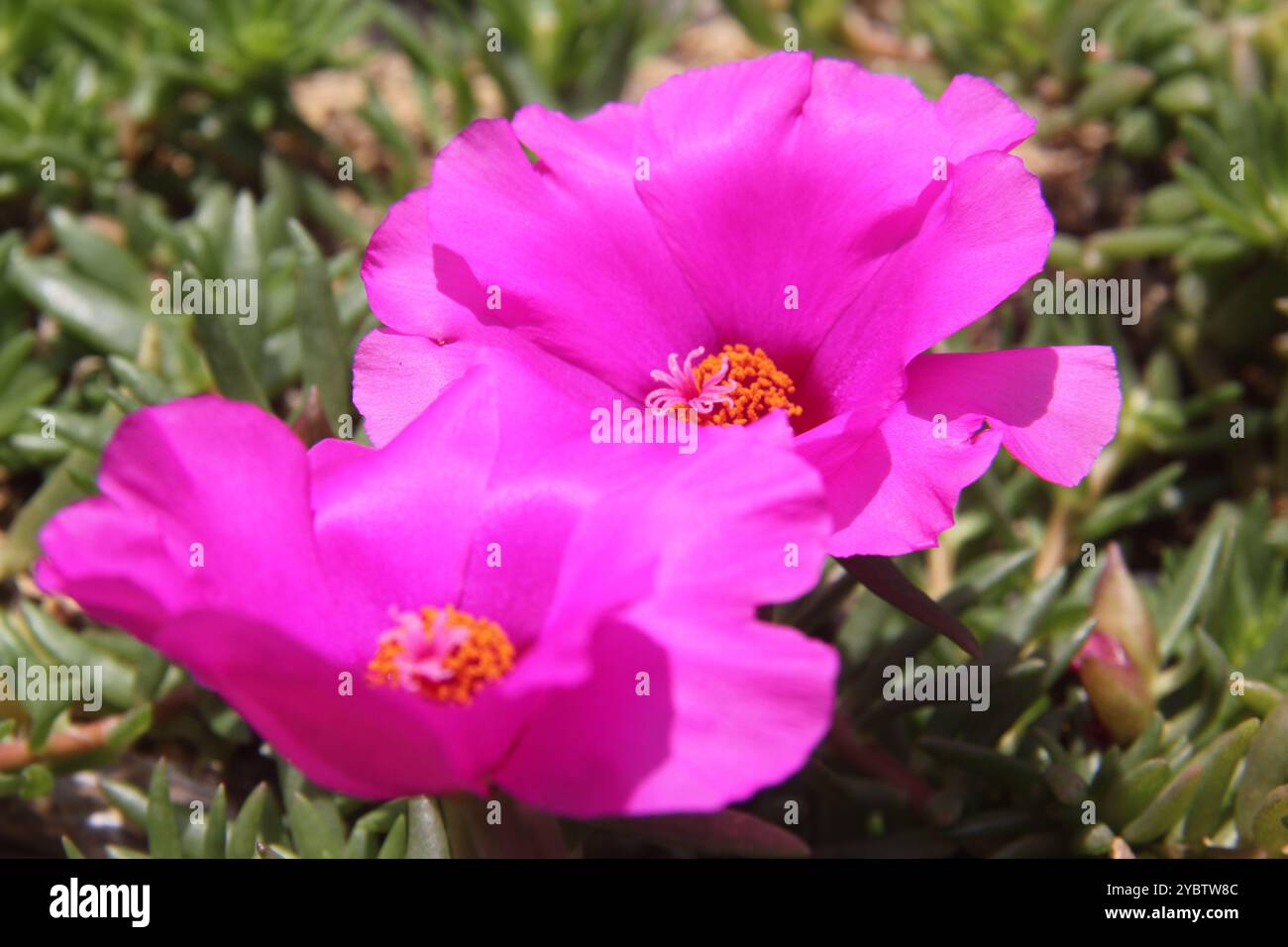 Pink moss rose (Portulaca grandiflora Stock Photo - Alamy