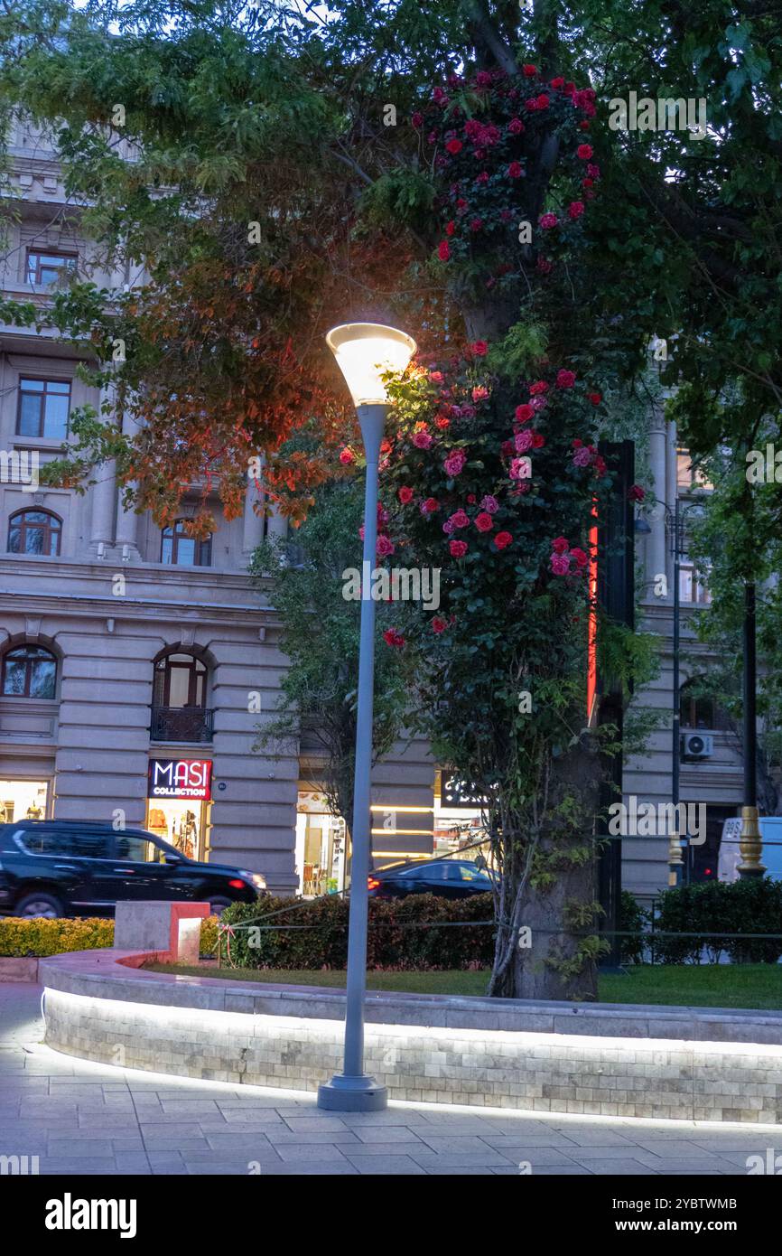 Red Roses in a Park. Baku, Azerbaijan Stock Photo - Alamy