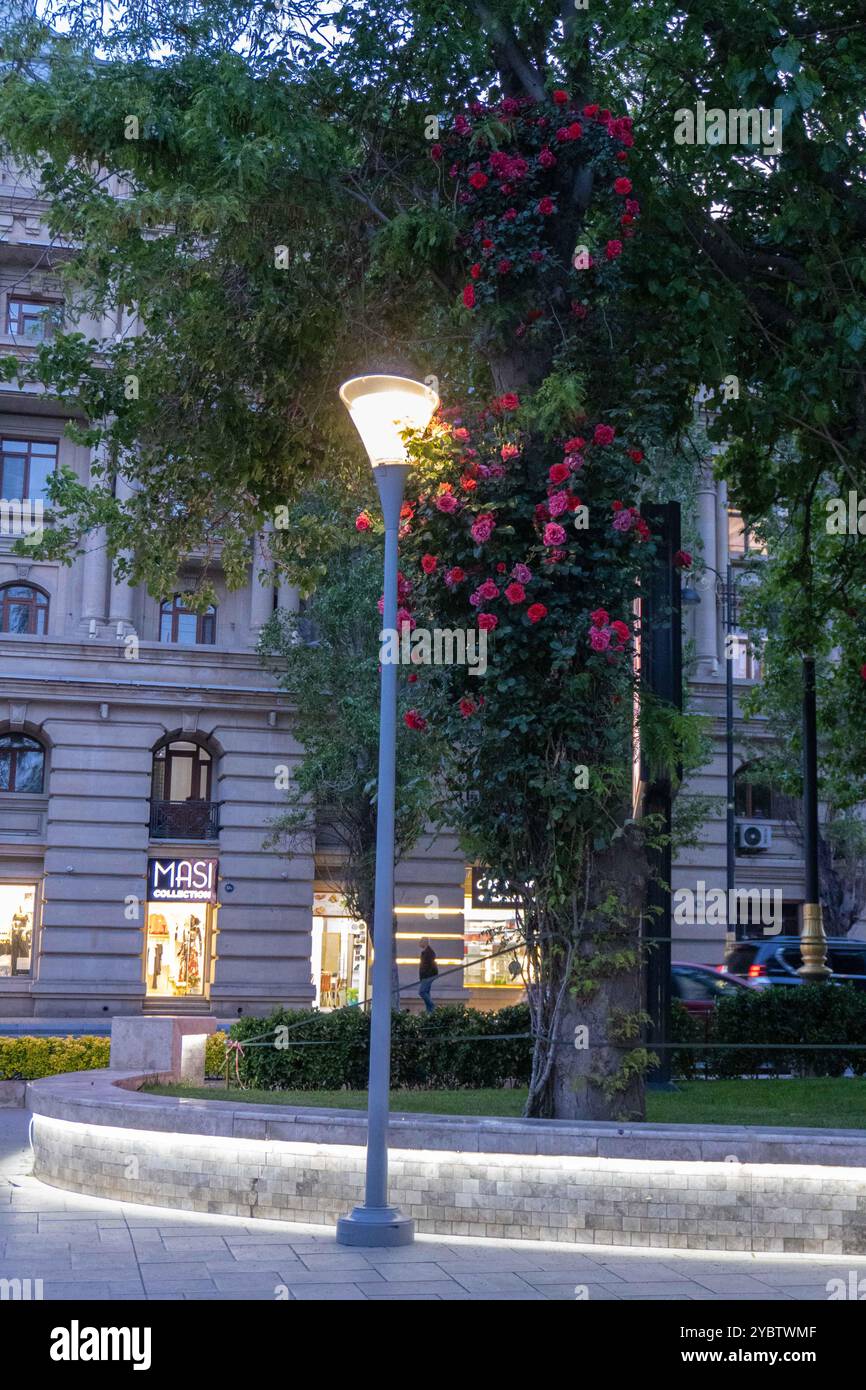 Red Roses in a Park. Baku, Azerbaijan Stock Photo - Alamy