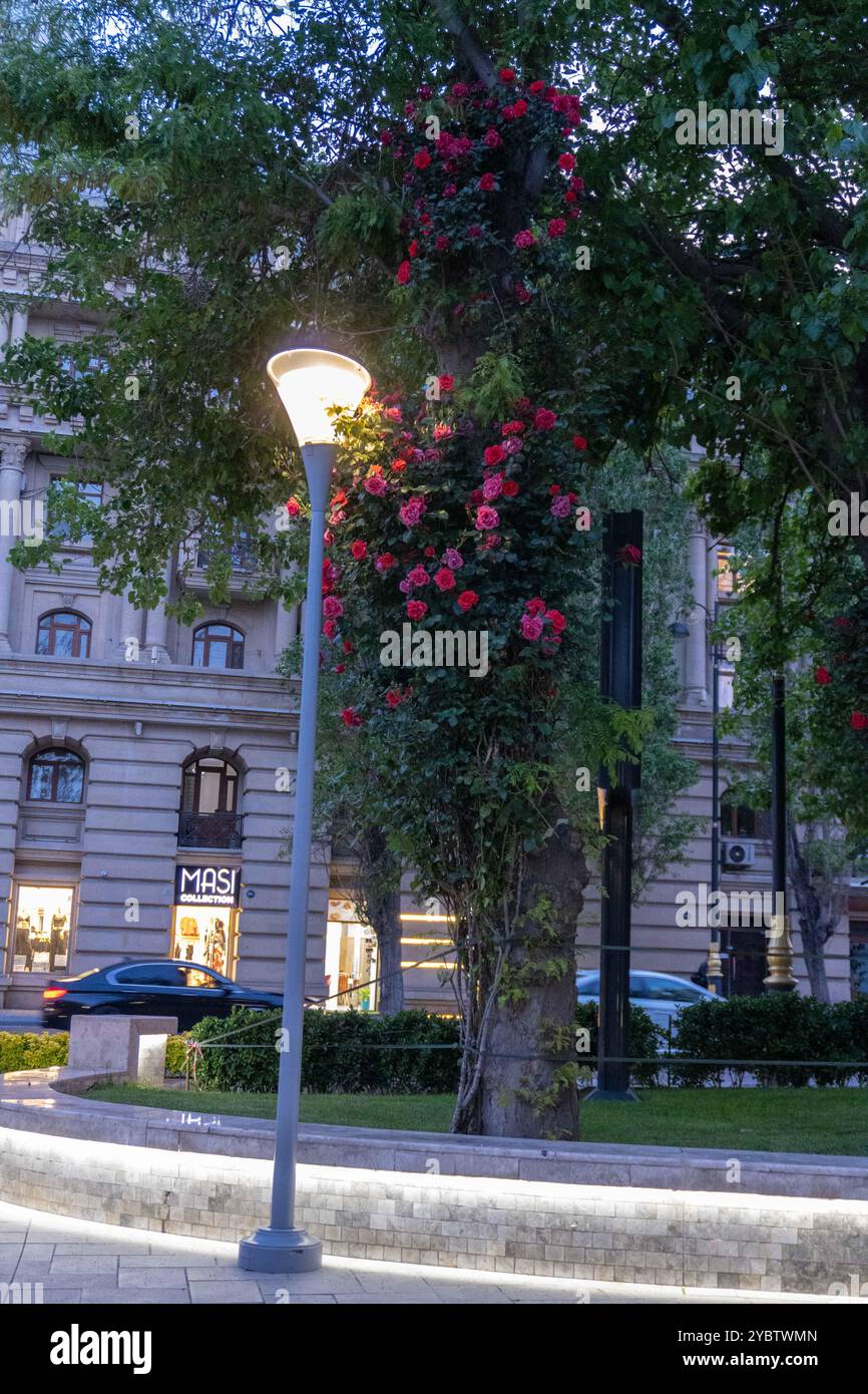 Red Roses in a Park. Baku, Azerbaijan Stock Photo - Alamy