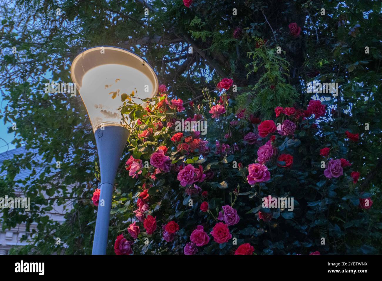 Red Roses in a Park. Baku, Azerbaijan Stock Photo - Alamy