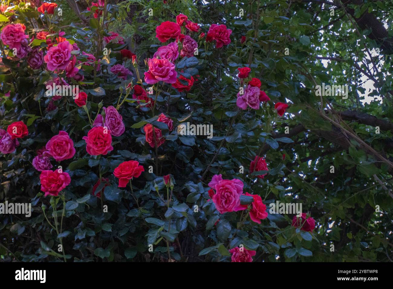 Red Roses in a Park. Baku, Azerbaijan Stock Photo - Alamy