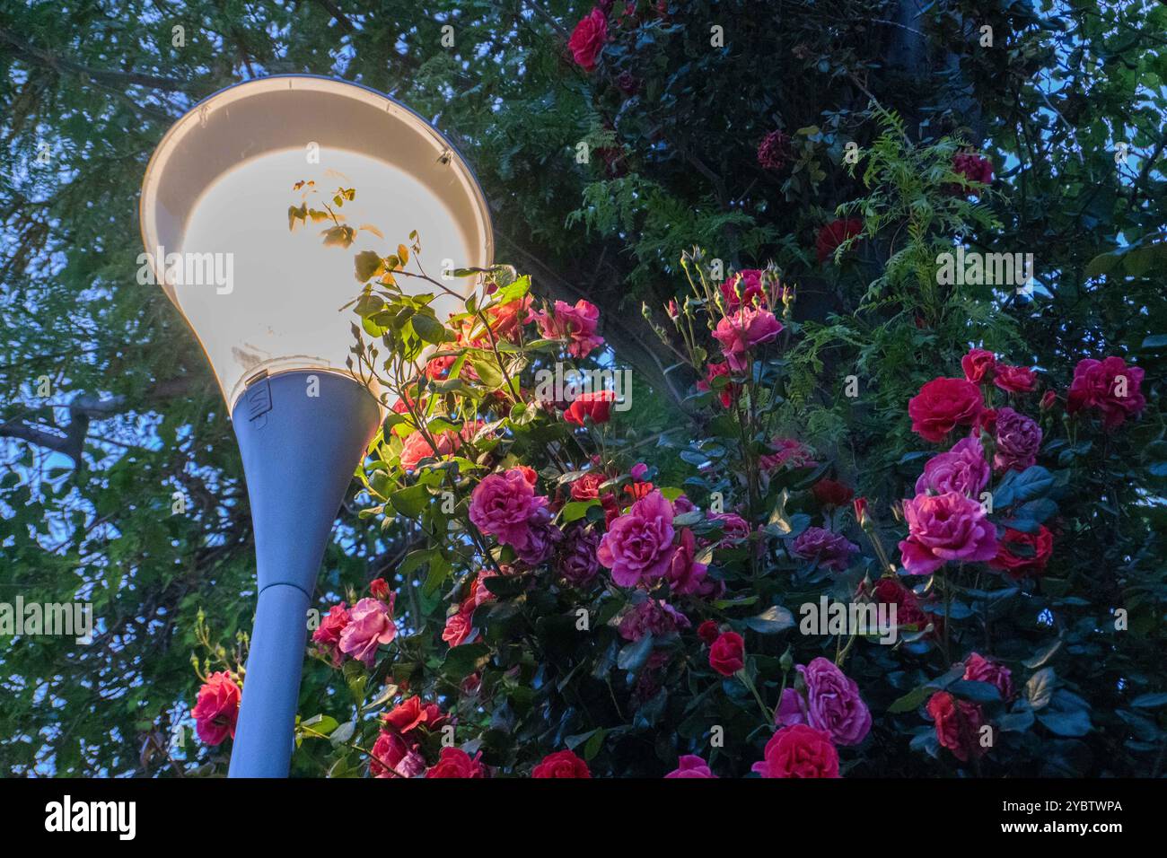 Red Roses in a Park. Baku, Azerbaijan Stock Photo - Alamy
