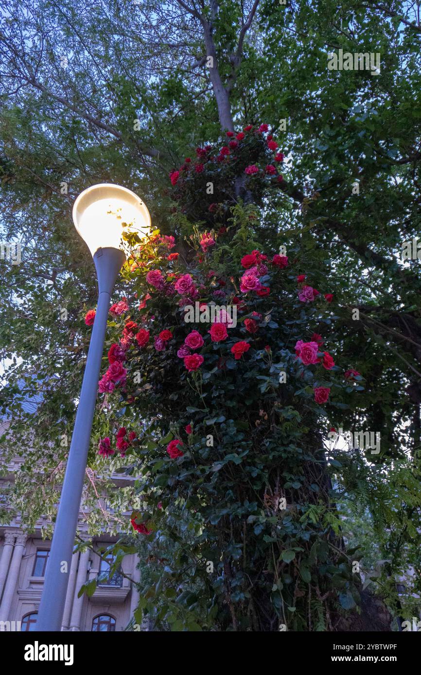 Red Roses in a Park. Baku, Azerbaijan Stock Photo - Alamy
