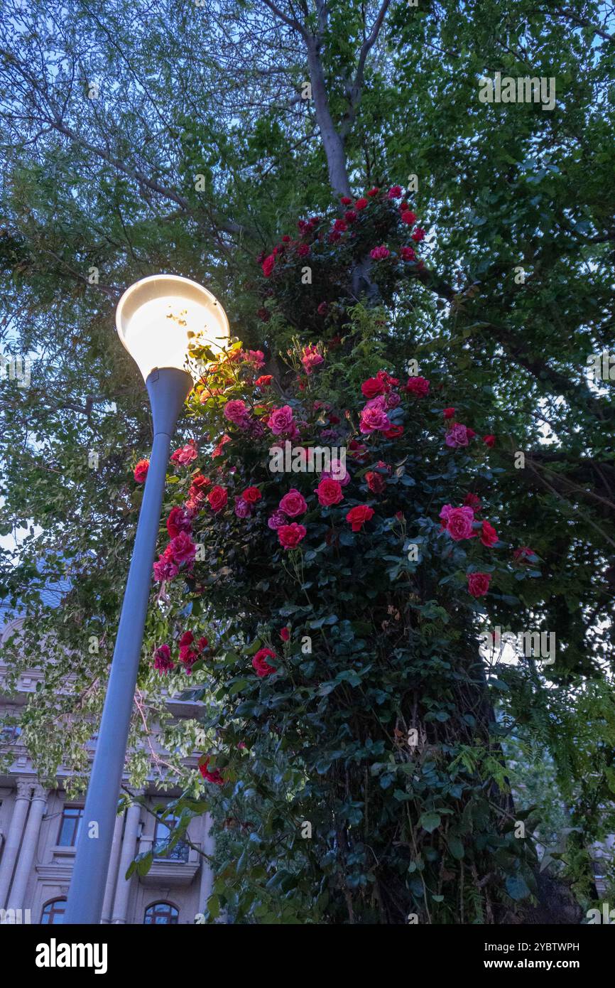 Red Roses in a Park. Baku, Azerbaijan Stock Photo - Alamy