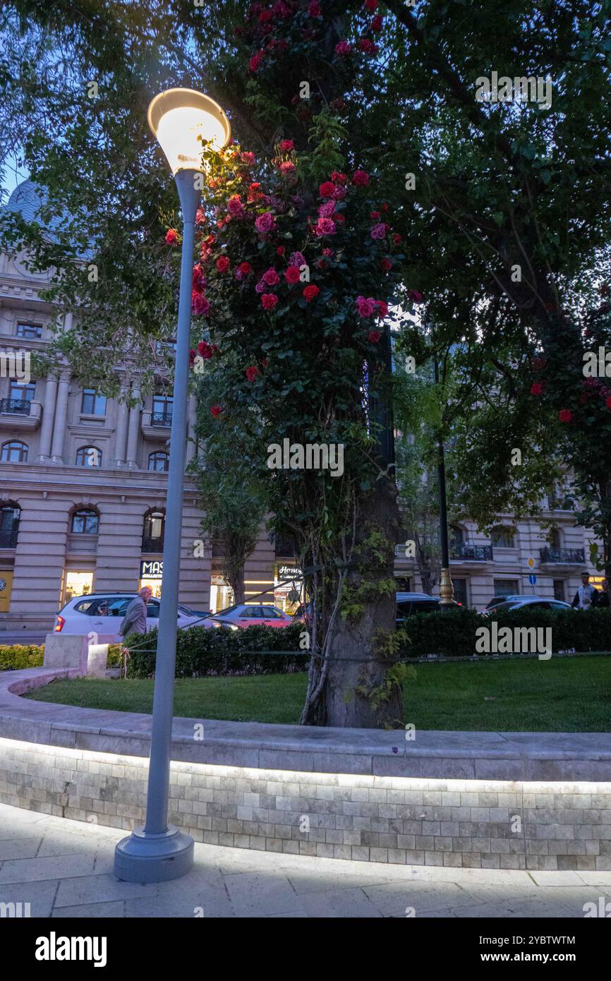 Red Roses in a Park. Baku, Azerbaijan Stock Photo - Alamy