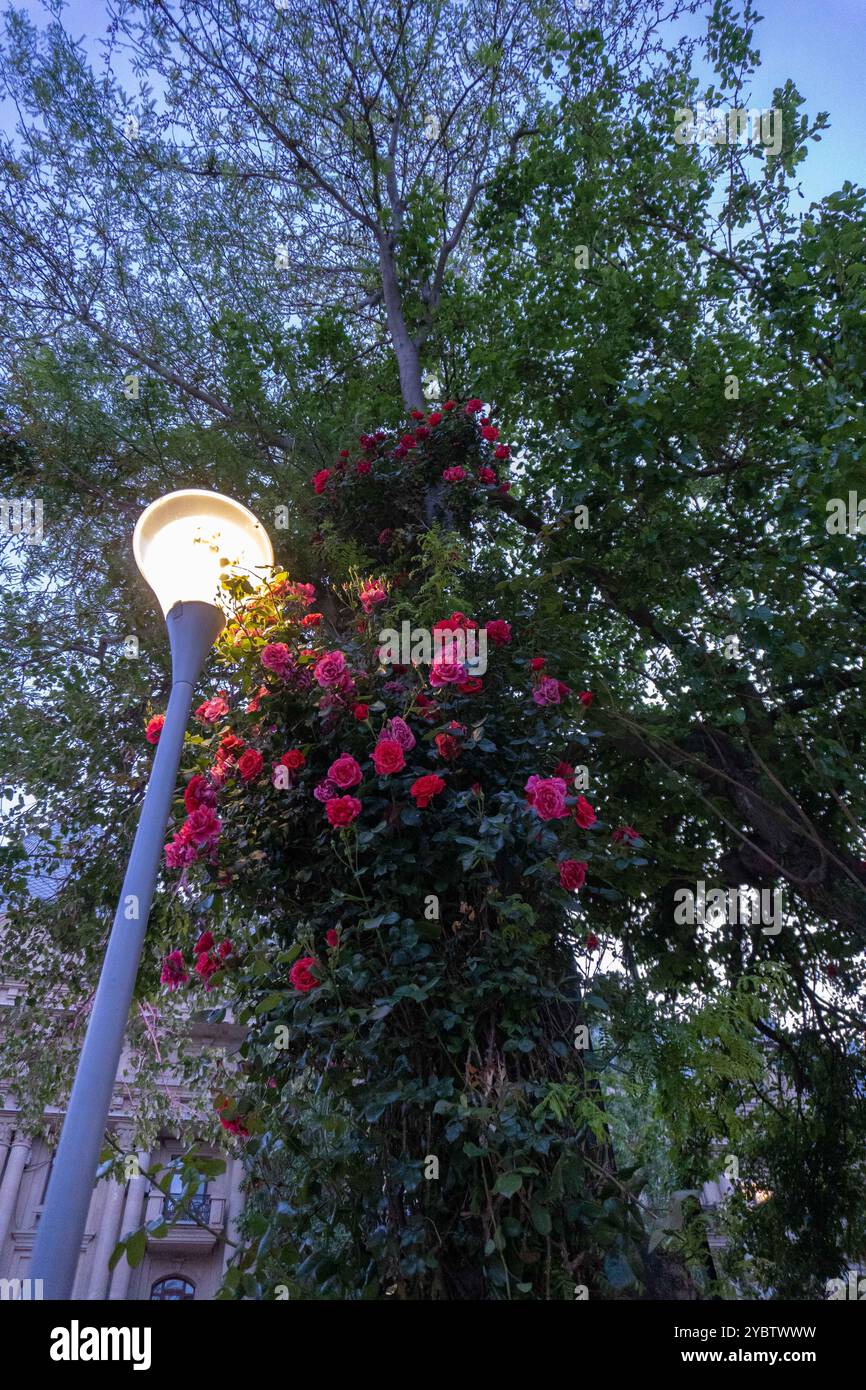 Red Roses in a Park. Baku, Azerbaijan Stock Photo - Alamy