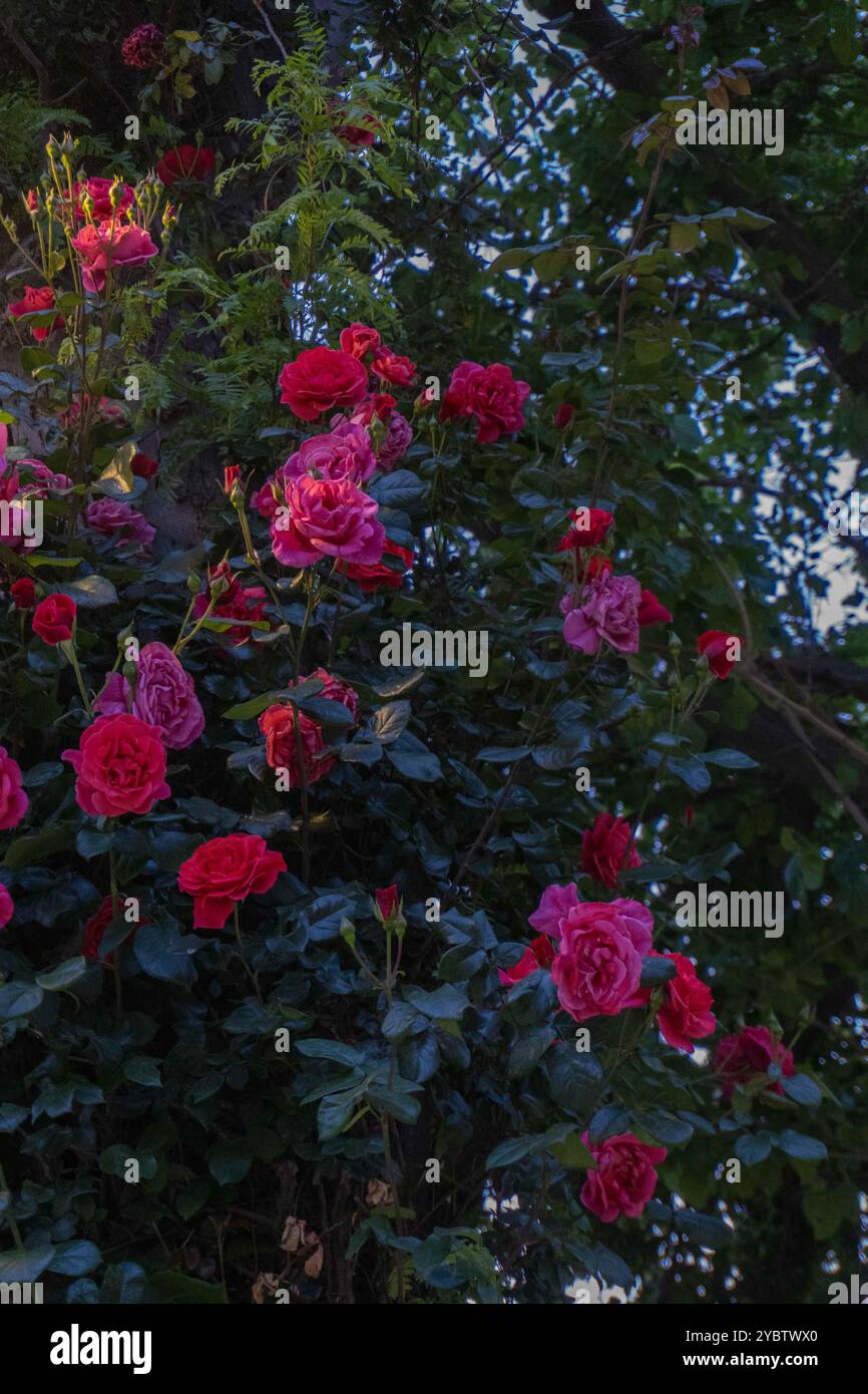 Red Roses in a Park. Baku, Azerbaijan Stock Photo - Alamy
