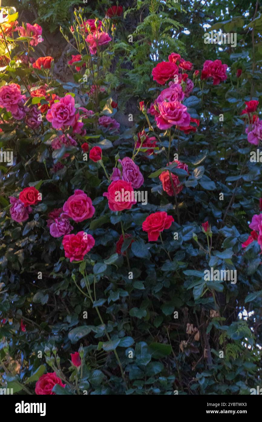 Red Roses in a Park. Baku, Azerbaijan Stock Photo - Alamy