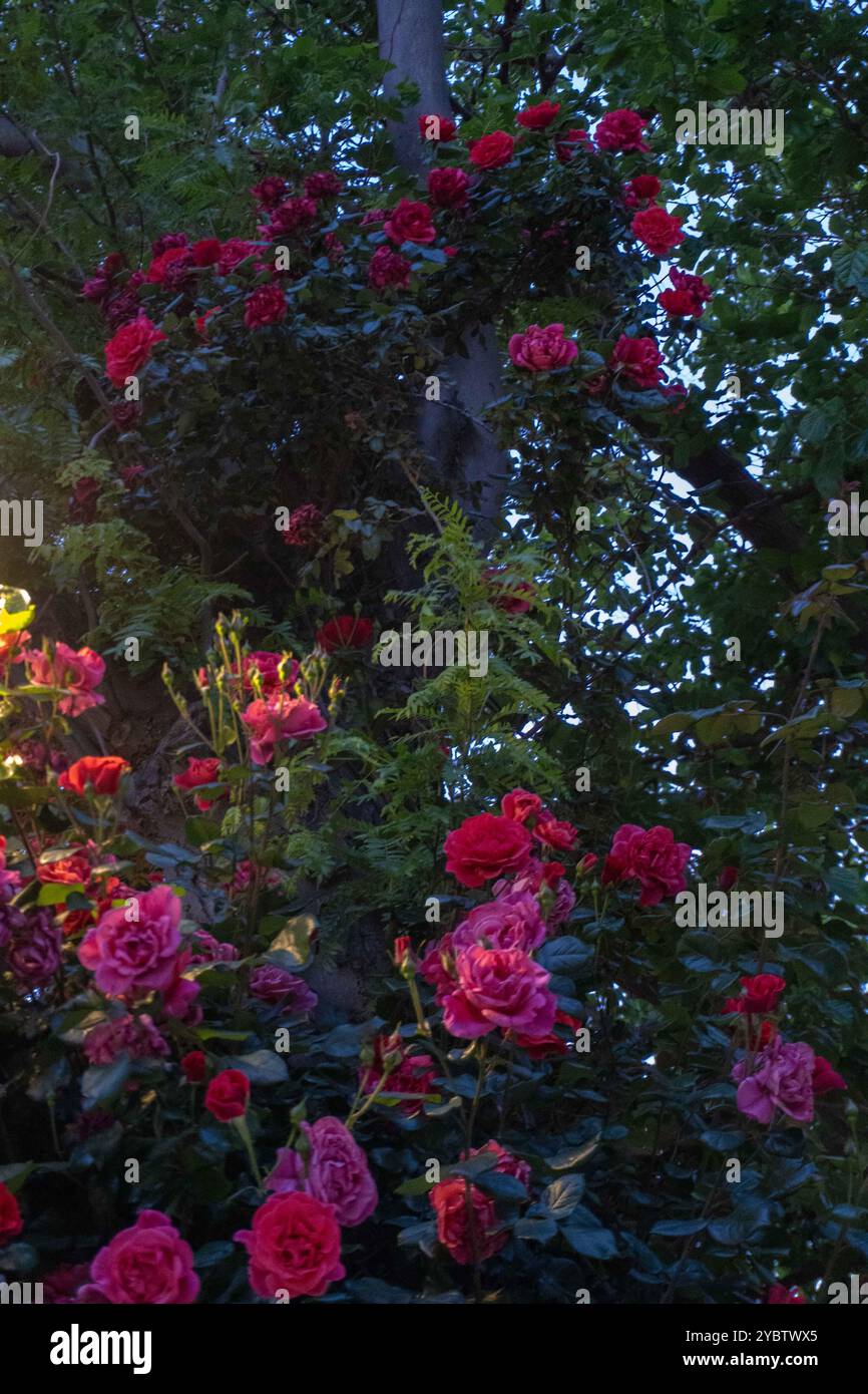 Red Roses in a Park. Baku, Azerbaijan Stock Photo - Alamy