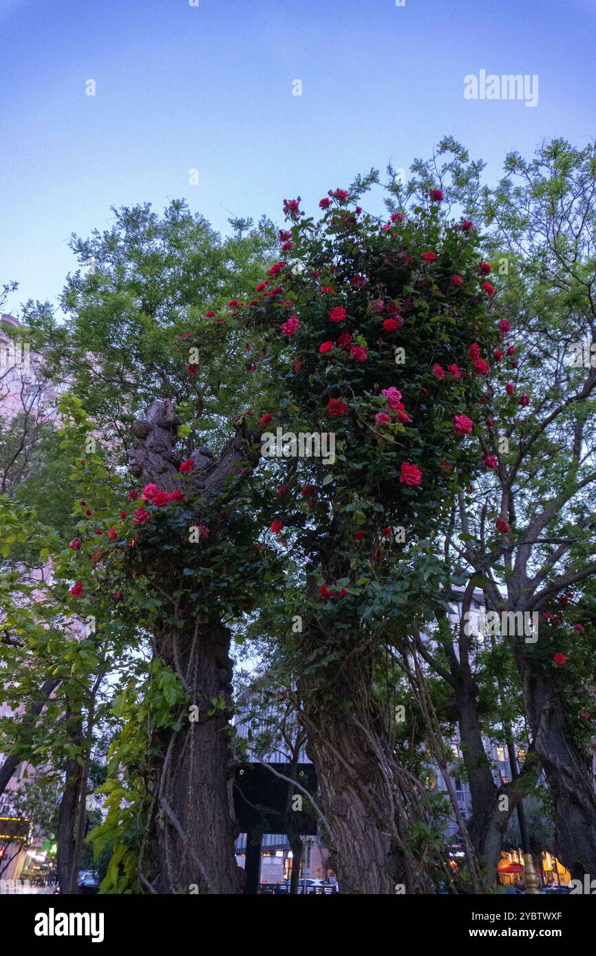 Red Roses in a Park. Baku, Azerbaijan Stock Photo - Alamy