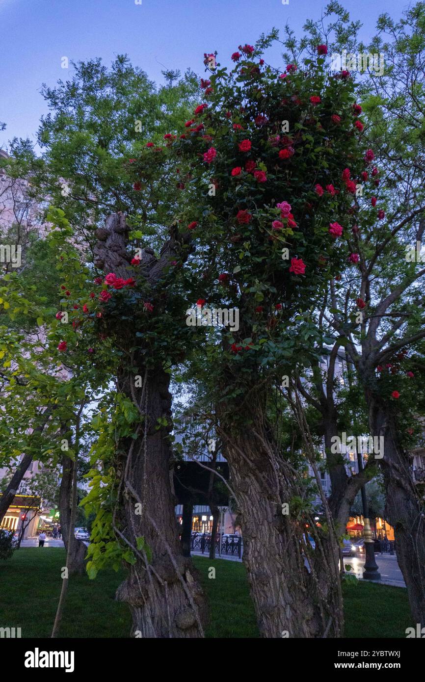 Red Roses in a Park. Baku, Azerbaijan Stock Photo - Alamy