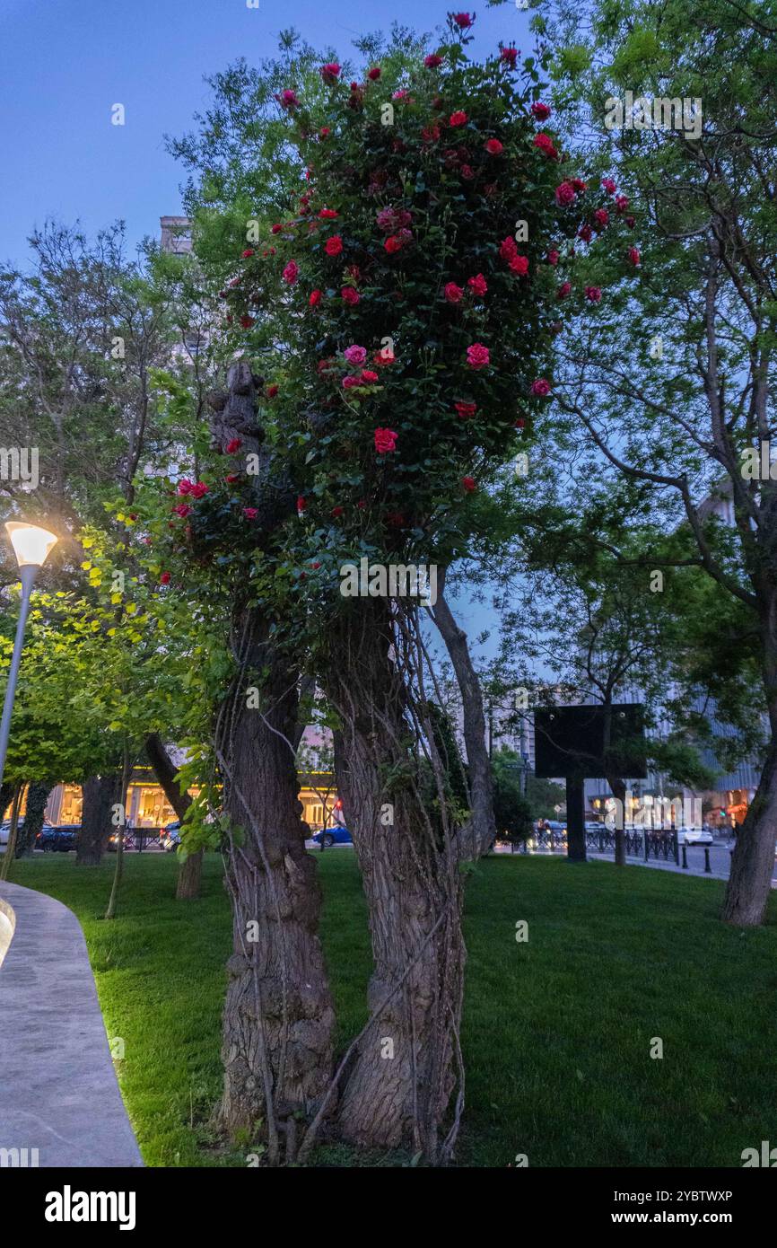 Red Roses in a Park. Baku, Azerbaijan Stock Photo - Alamy
