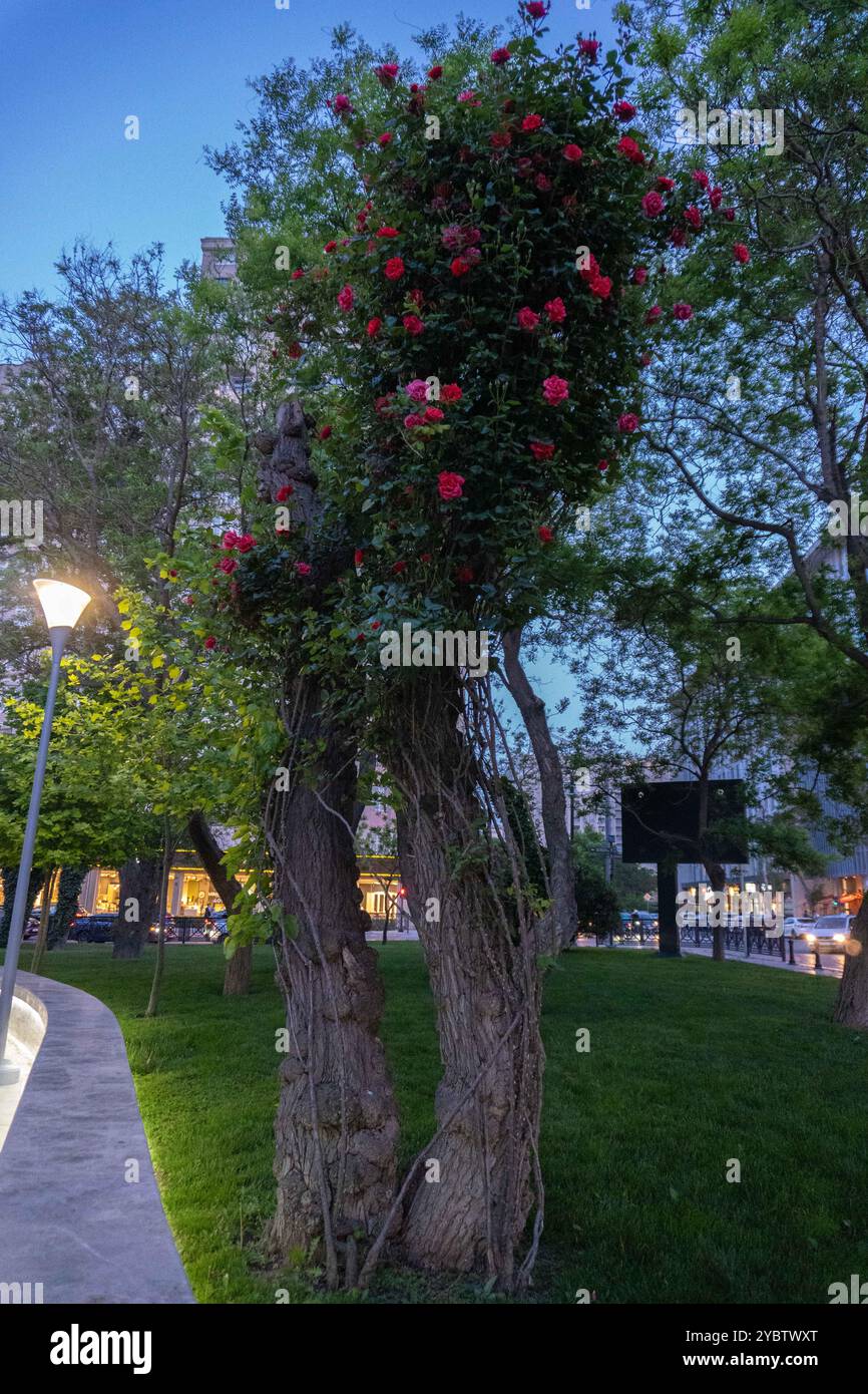Red Roses in a Park. Baku, Azerbaijan Stock Photo - Alamy