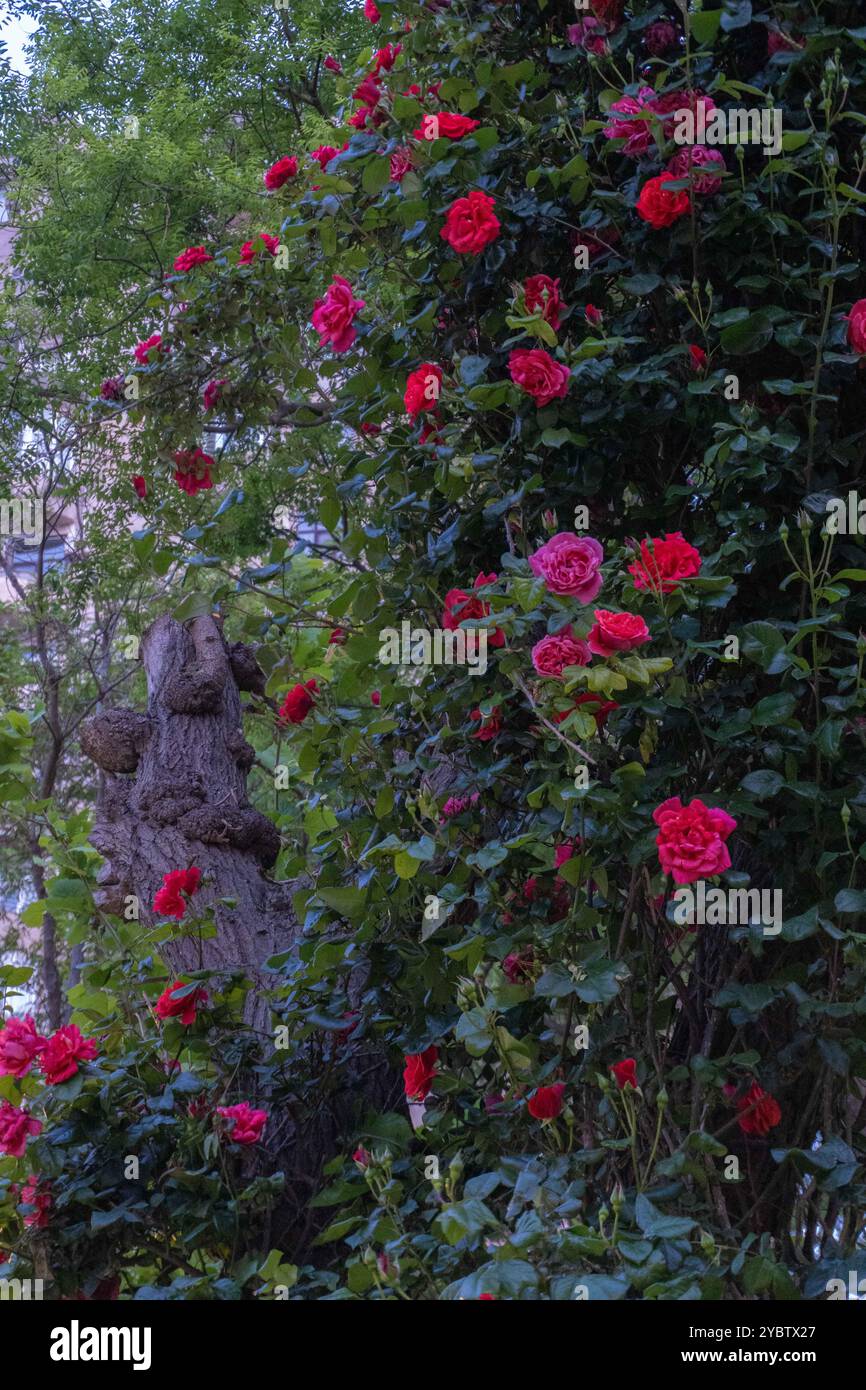 Red Roses in a Park. Baku, Azerbaijan Stock Photo - Alamy