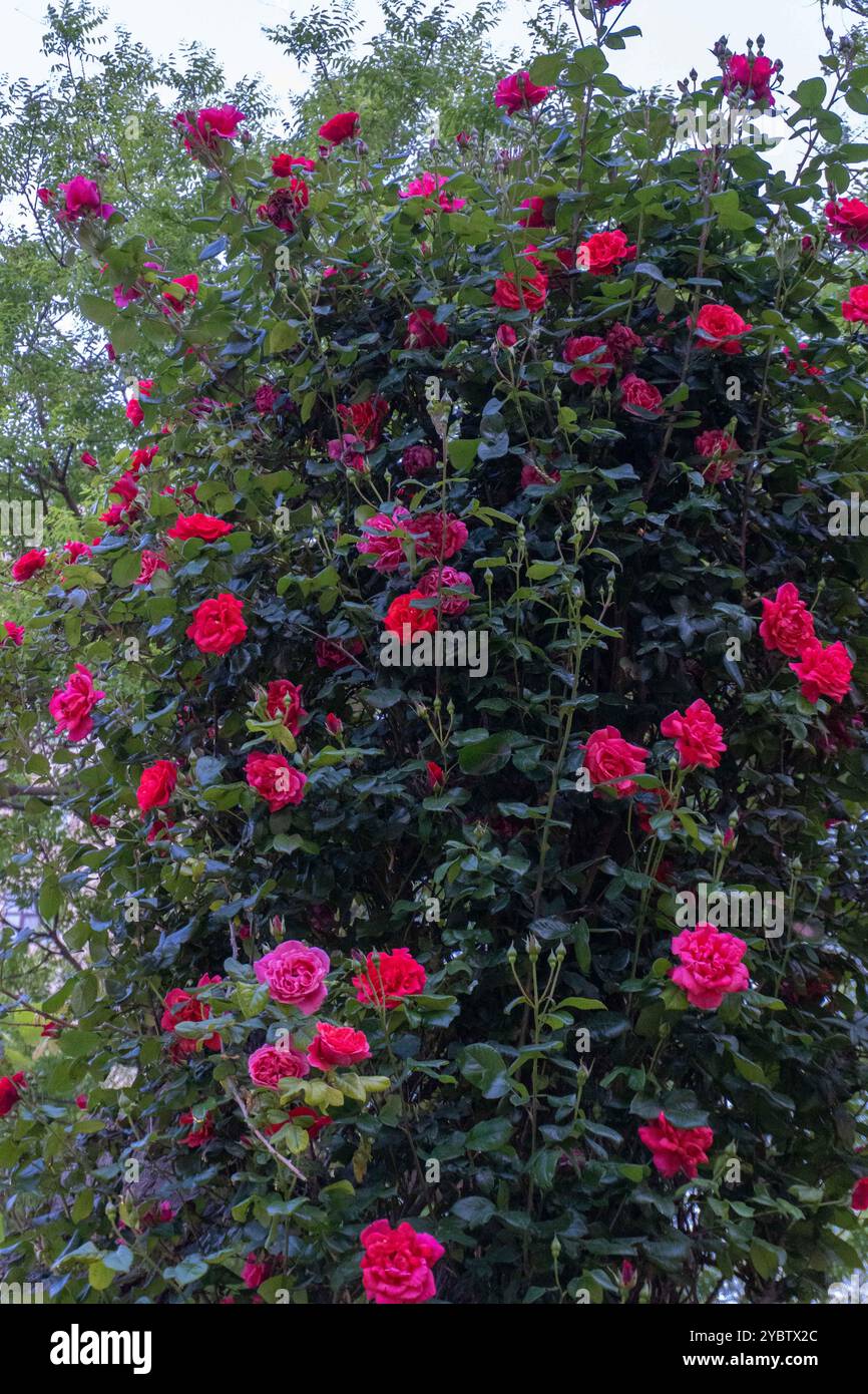 Red Roses in a Park. Baku, Azerbaijan Stock Photo - Alamy