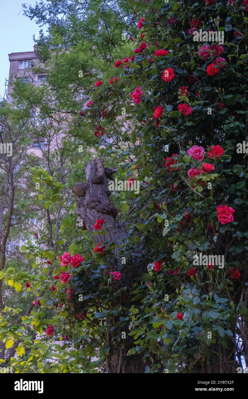 Red Roses in a Park. Baku, Azerbaijan Stock Photo - Alamy