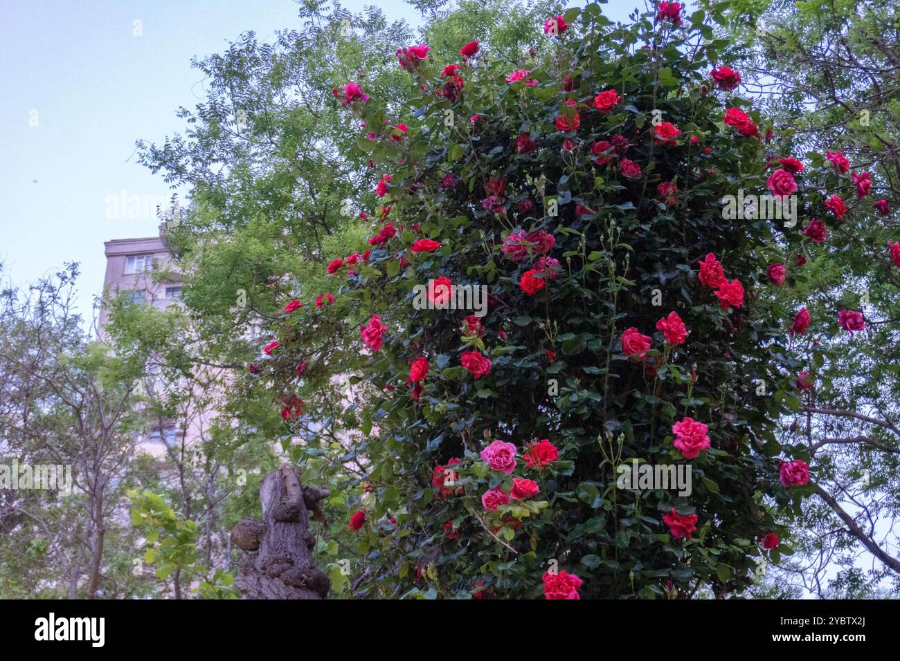 Red Roses in a Park. Baku, Azerbaijan Stock Photo - Alamy