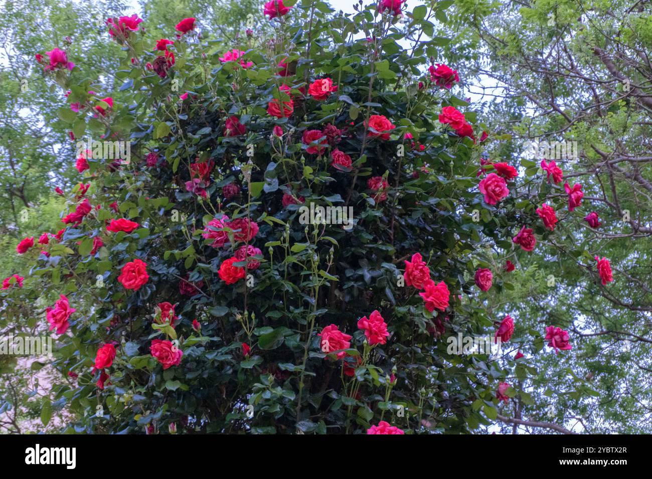 Red Roses in a Park. Baku, Azerbaijan Stock Photo - Alamy