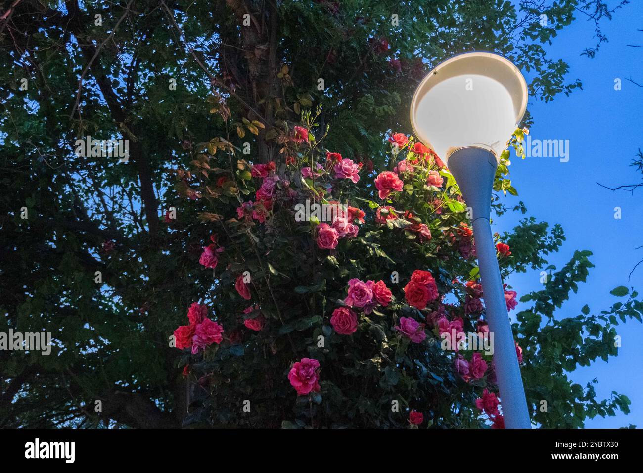 Red Roses in a Park. Baku, Azerbaijan Stock Photo - Alamy