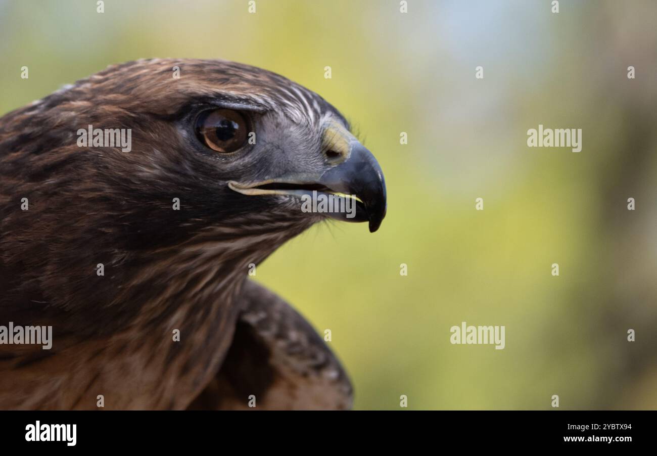 Red tailed Hawk Close up Stock Photo - Alamy