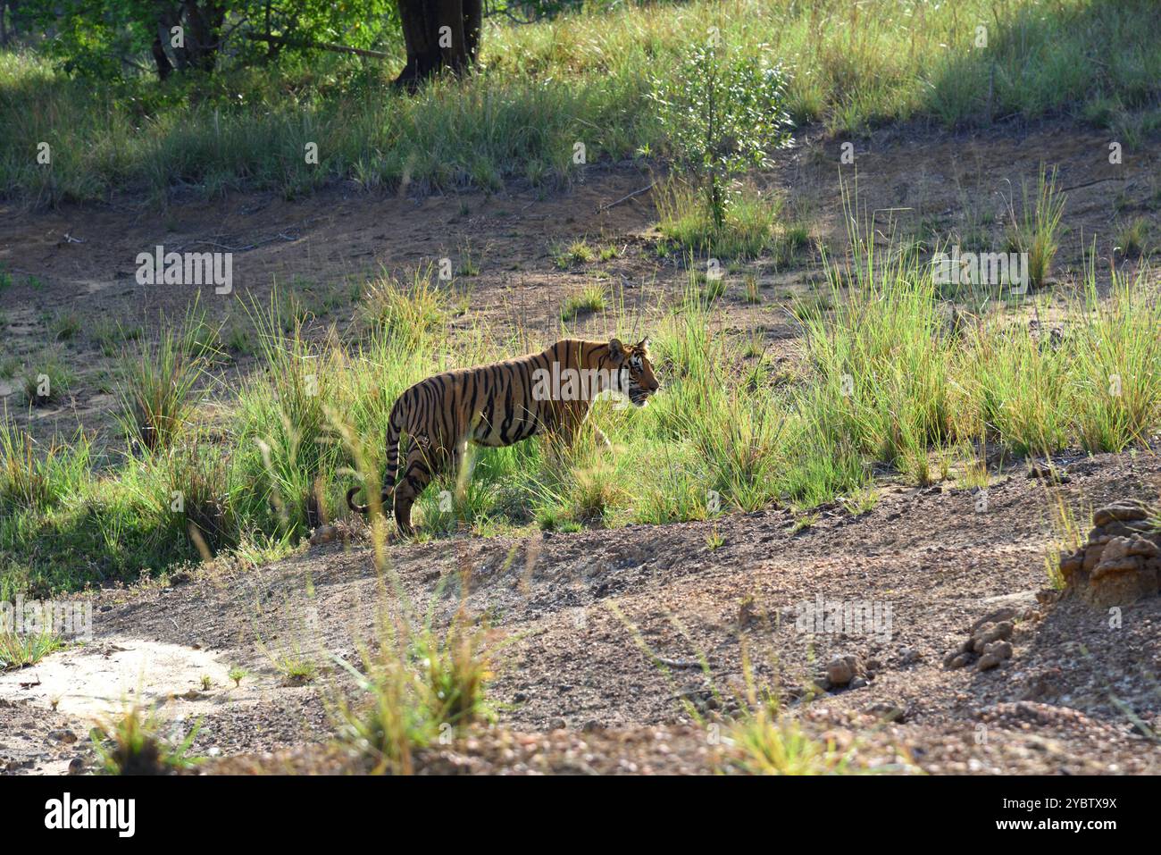 Male Tiger walking in the morning time, wildlife bhopal, India Stock ...