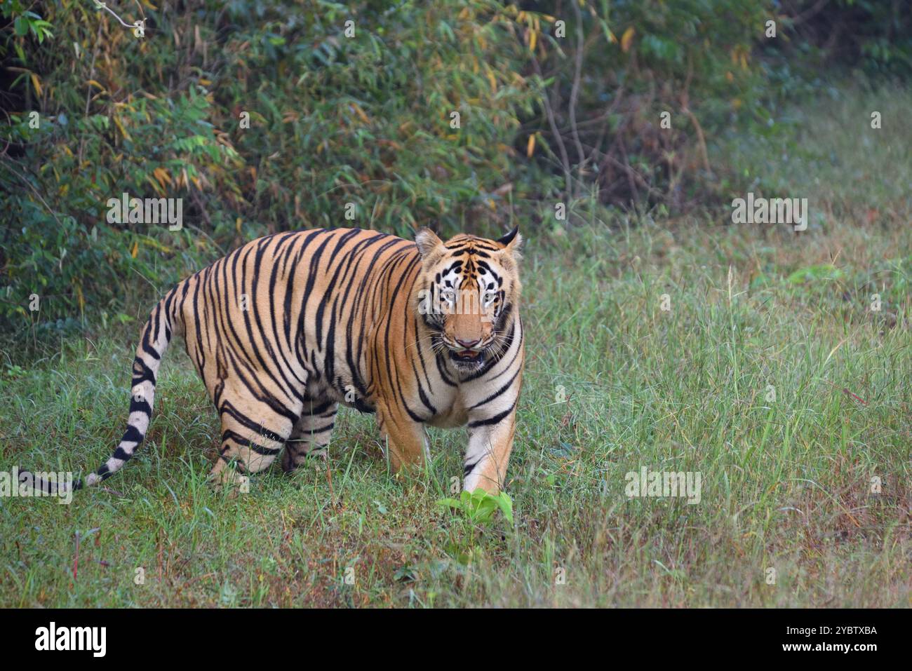 Male Tiger smelling, wildlife bhopal, India Stock Photo - Alamy