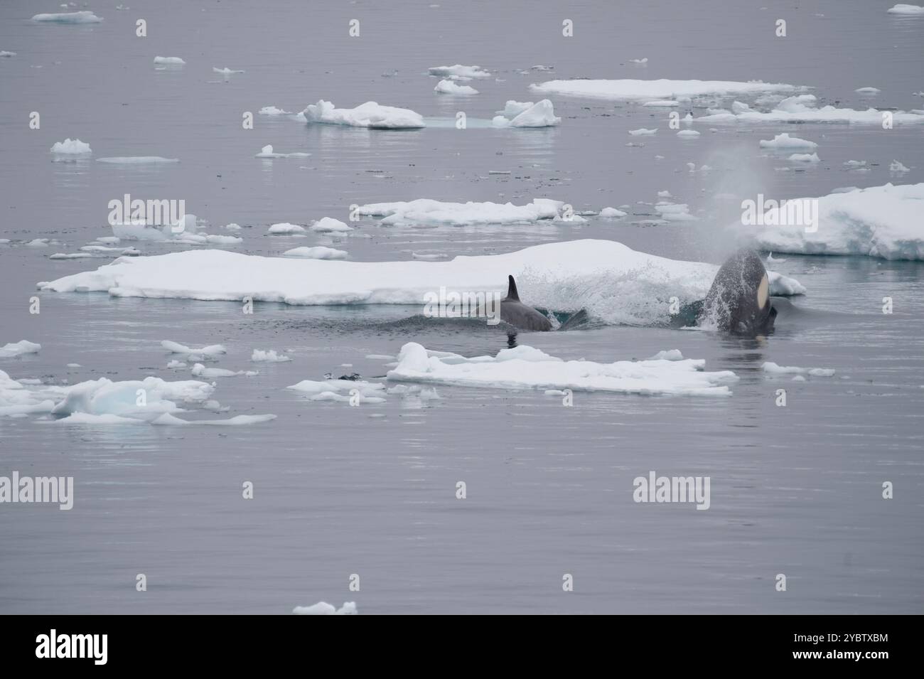 Killer Whale spy hopping in Antarctica Stock Photo - Alamy