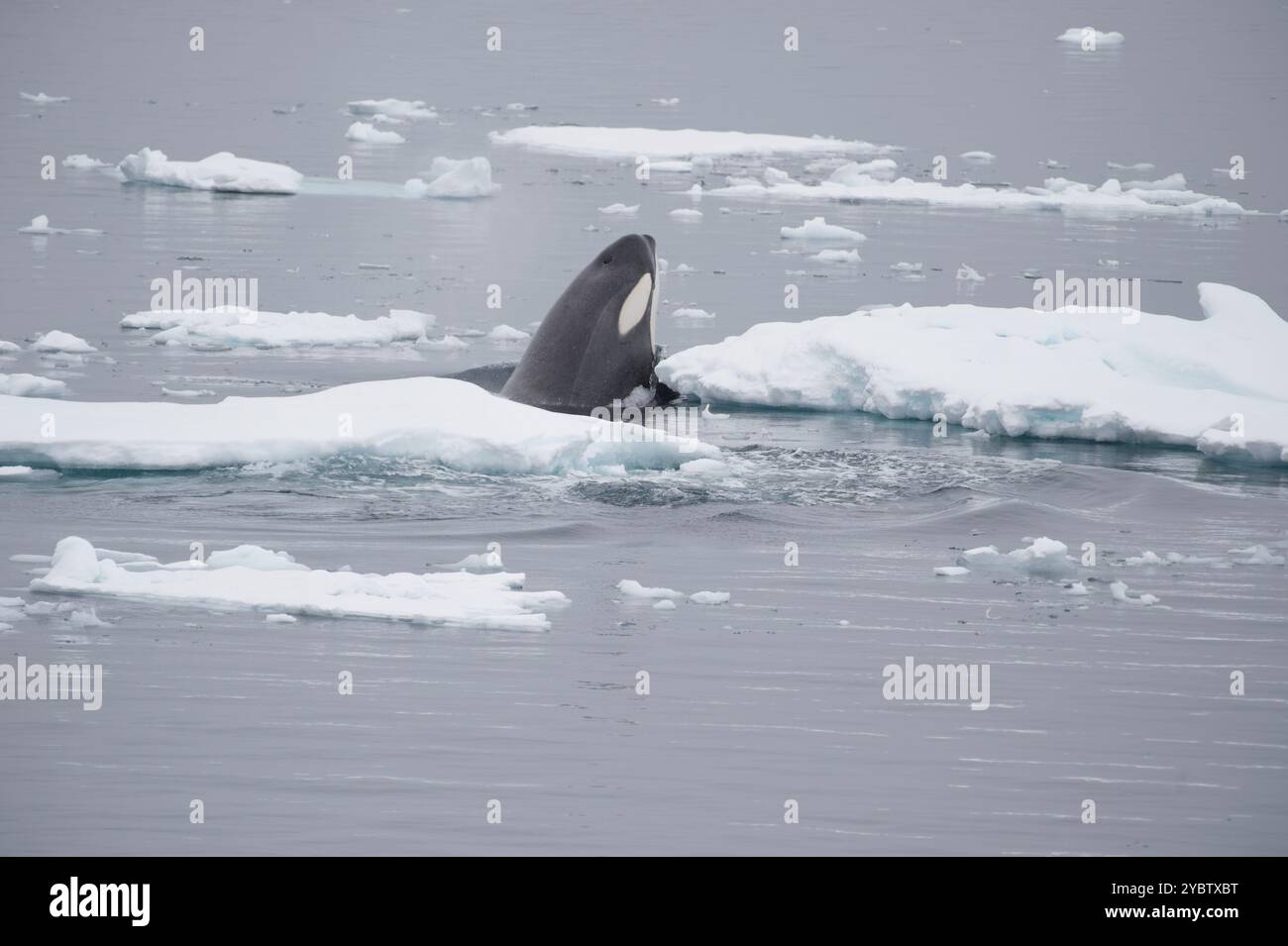 Orca seal antarctica hi-res stock photography and images - Alamy