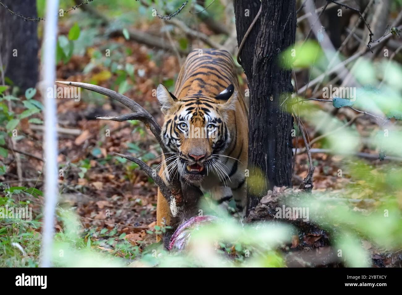 Tiger with sambar deer hi-res stock photography and images - Alamy