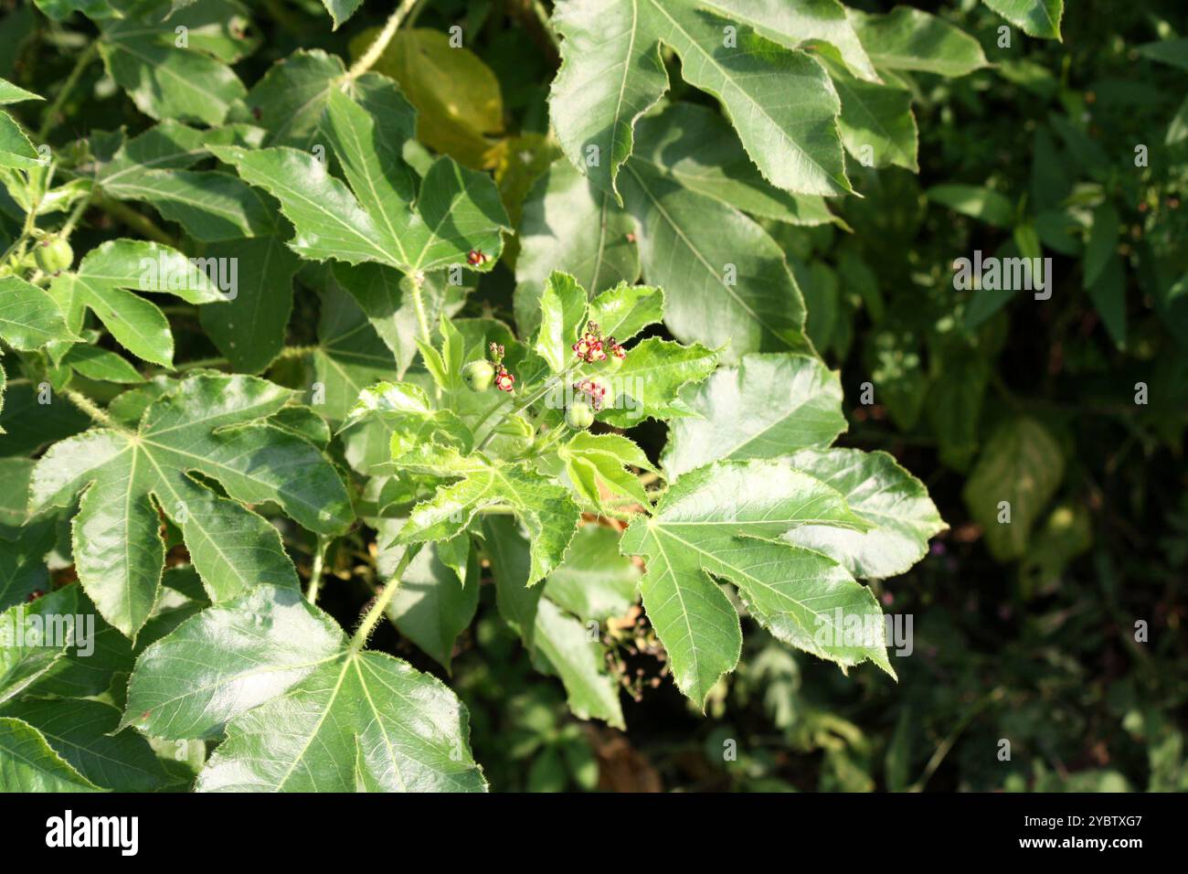 Bellyache bush (Jatropha gossypiifolia) with small red flowers and seed ...