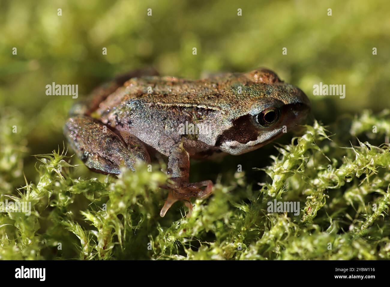 Froglet hi-res stock photography and images - Alamy