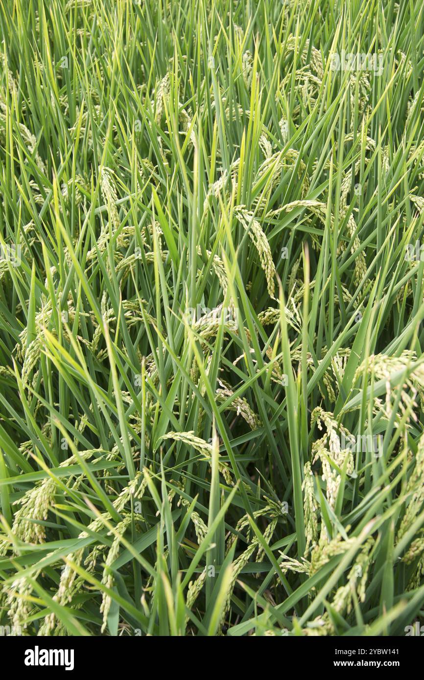 Close representation of the rice plant just before harvest Stock Photo ...