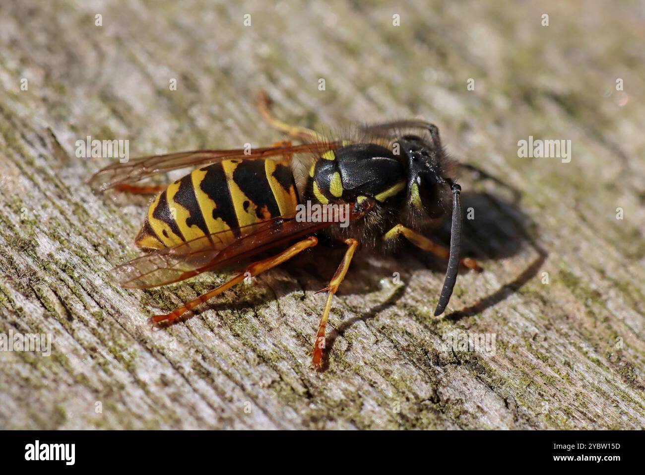 Common Wasp Vespula vulgaris a.k.a. Yellowjacket - male Stock Photo - Alamy