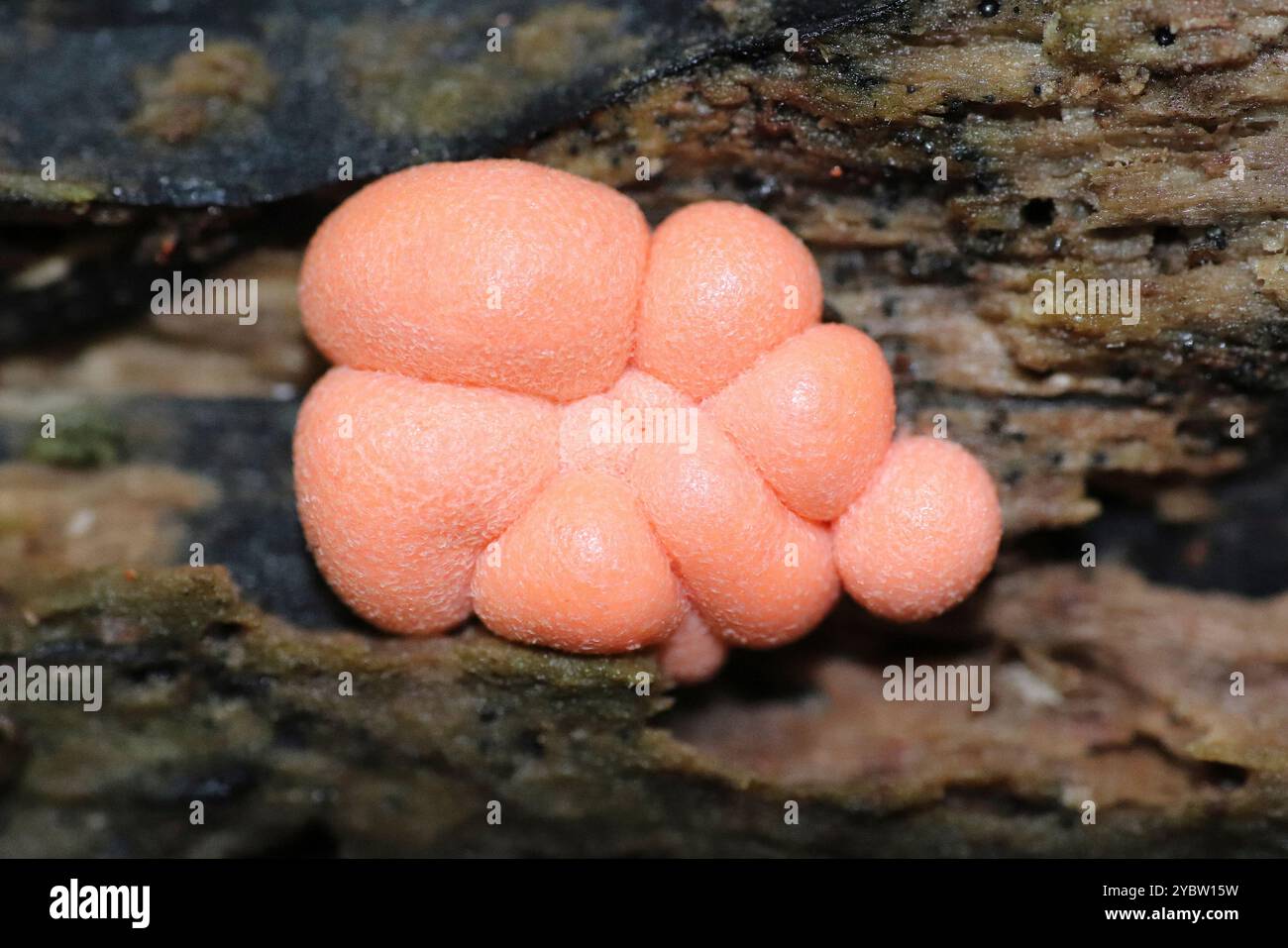 Wolf's Milk Slime Mould - Lycogala epidendrum Stock Photo - Alamy