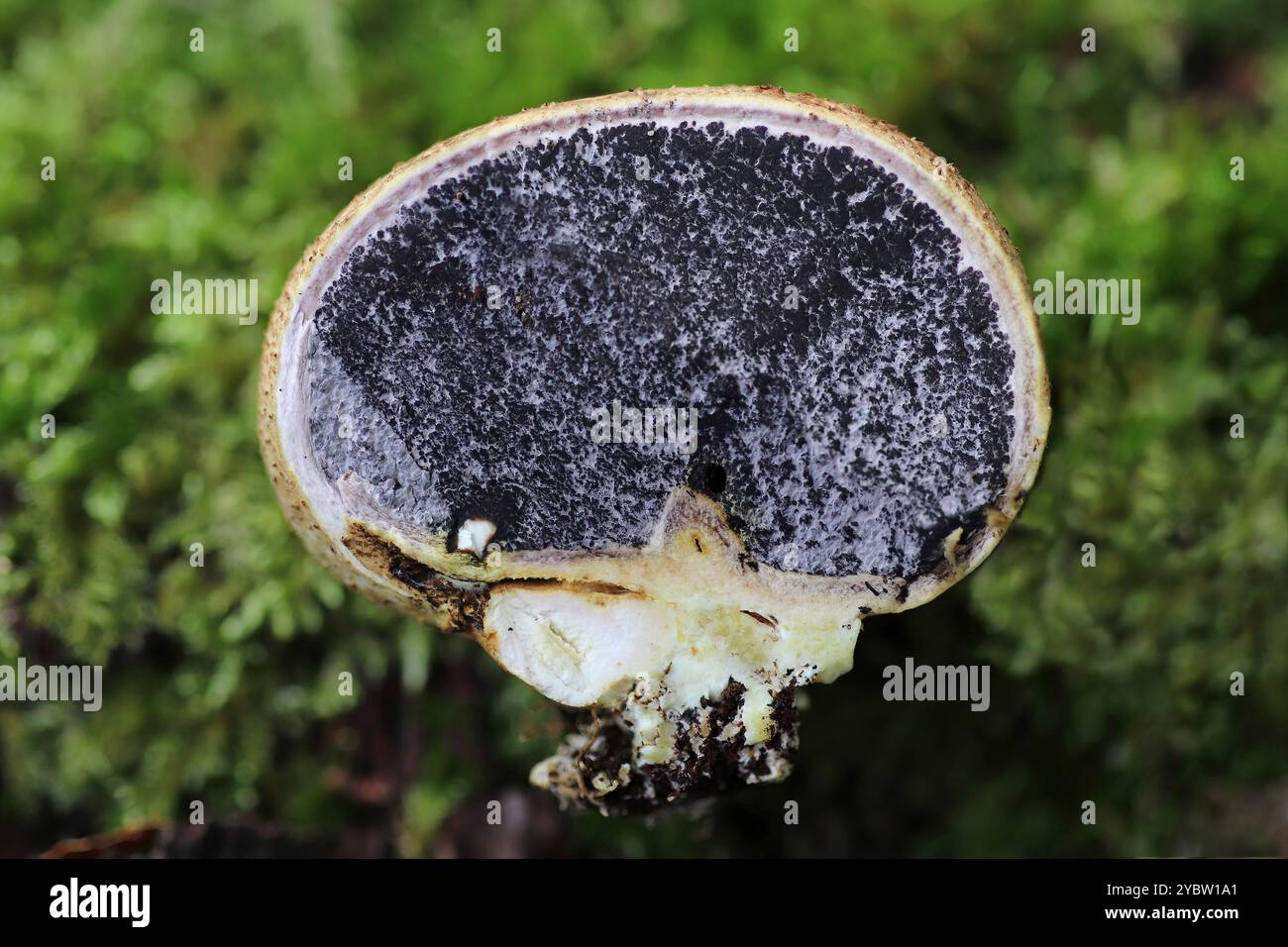 Common Earthball Scleroderma citrinum cross-sectioned to show black ...