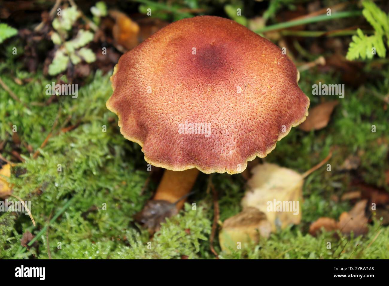 Plums and Custard Tricholomopsis rutilans Stock Photo - Alamy