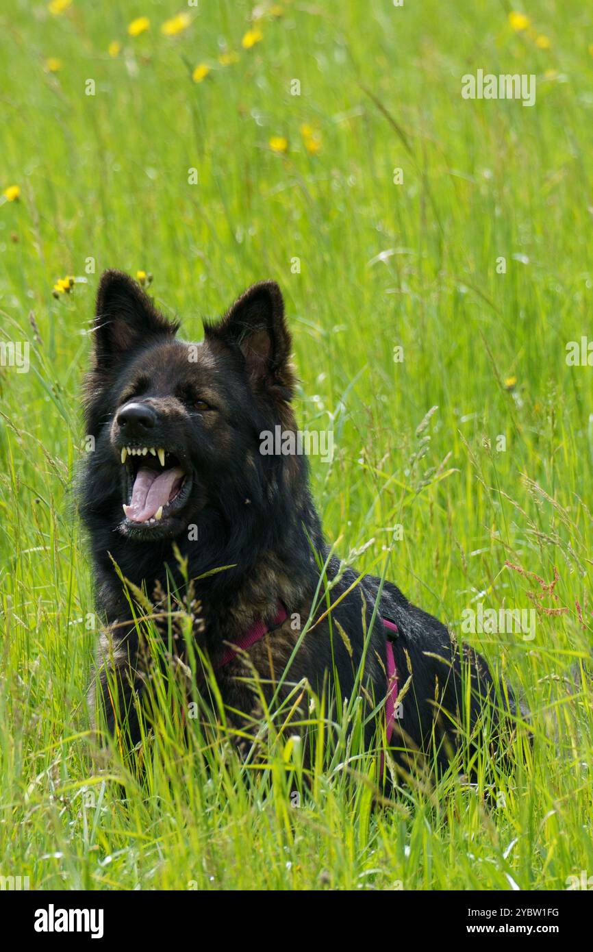 a beautiful purebred german shepard dog barking while sitting in the ...