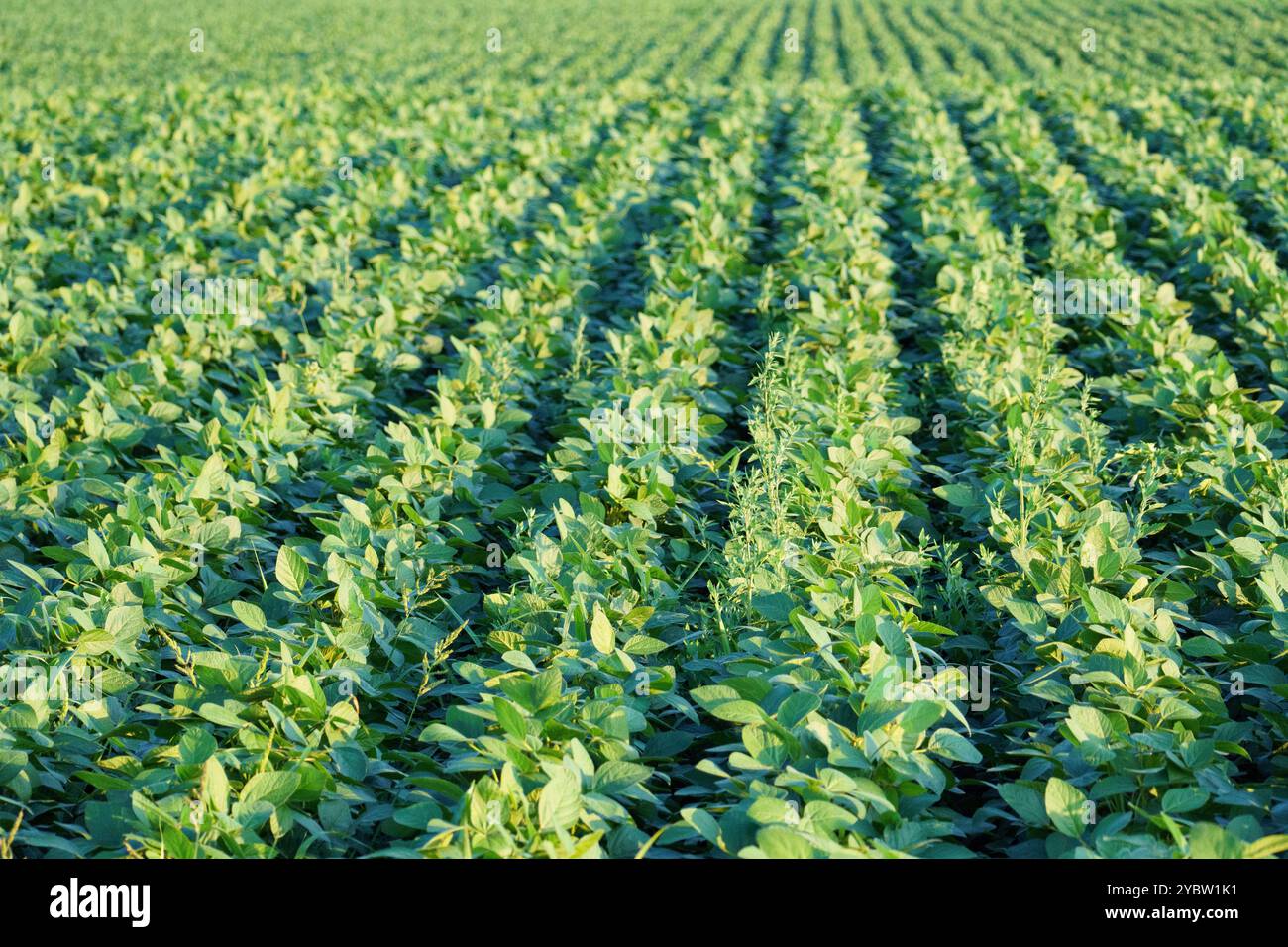 Green soybean plants planted in rows growing on cultivated land on ...