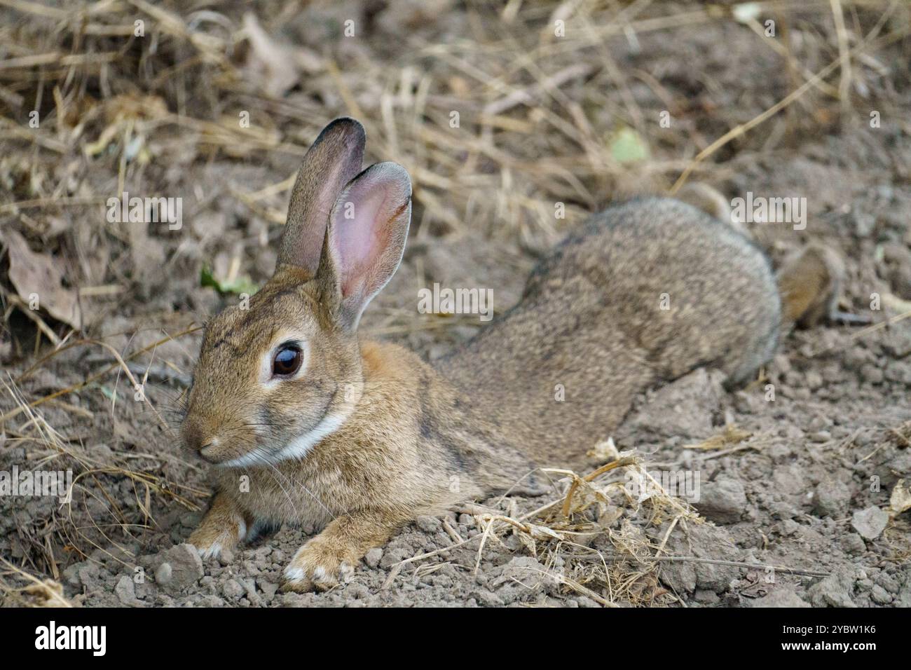 Rabbit habitat hi-res stock photography and images - Alamy