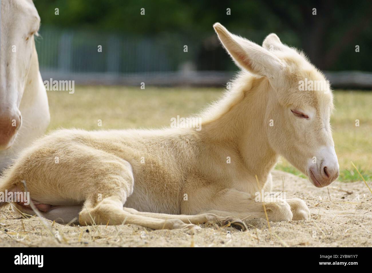 Extremely rare white austrian-hungarian baroque donkey (Equus asinus ...