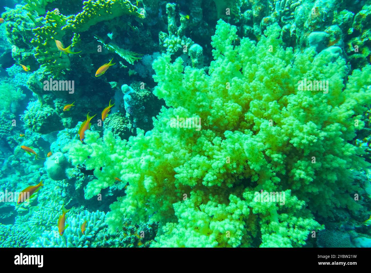 yellow coral at the bottom of the red sea Stock Photo - Alamy