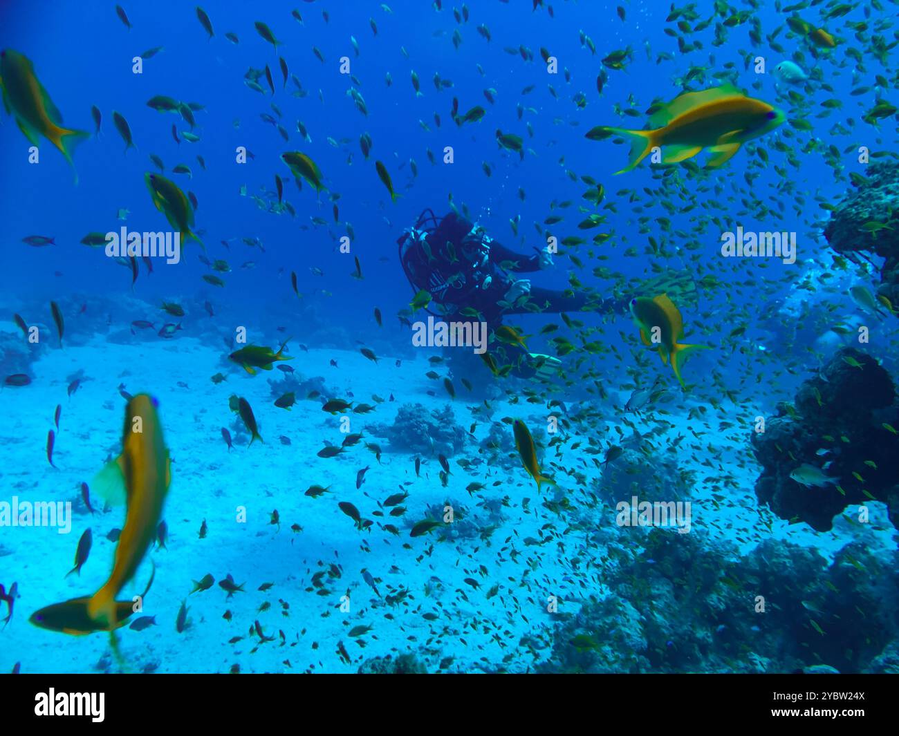 Scuba diver near beautiful coral reef surrounded with shoal of colorful ...